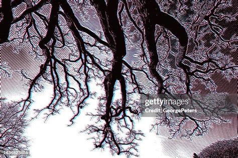 Tree Canopy Pattern High Res Illustrations Getty Images