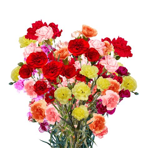Assorted Colors Spray Carnation Flowers