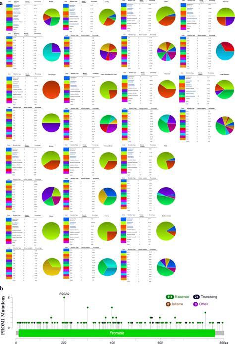 A Pie Chart Showing The Percentage Of The Mutation Type Of Cd133 In Download High Quality