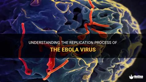 Understanding The Replication Process Of The Ebola Virus Medshun