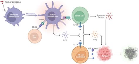 Suppressive Tumor Microenvironment Created By Tumors Thus Decreasing Download Scientific