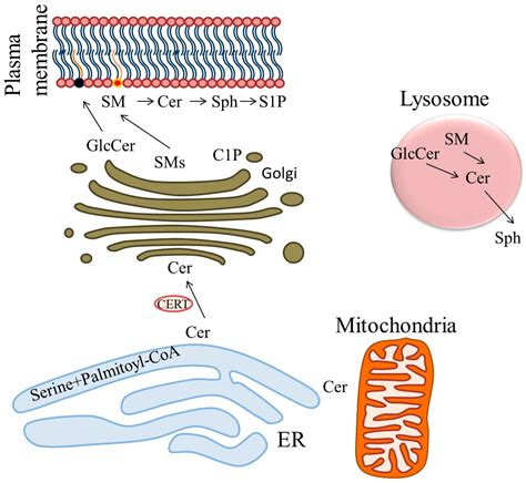 Sphingolipid In Membrane