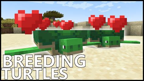 How To BREED TURTLES In MINECRAFT YouTube