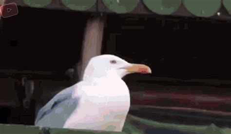 Seagull S
