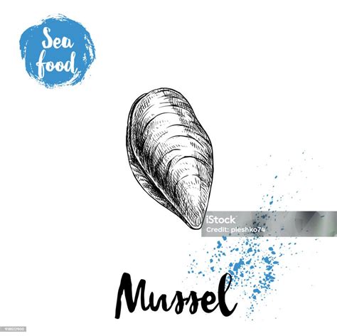 손으로 그린 스케치 스타일 신선한 홍합을 폐쇄 해산물 생선 시장과 레스토랑 메뉴에 대 한 벡터 일러스트 포스터 갑각류에 대한 스톡 벡터 아트 및 기타 이미지 Istock
