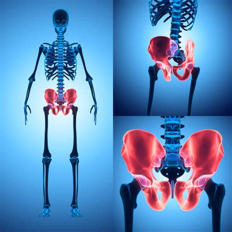 Kapsul Sendi Ilustrasi Foto Stok Potret And Gambar Bebas Royalti Istock