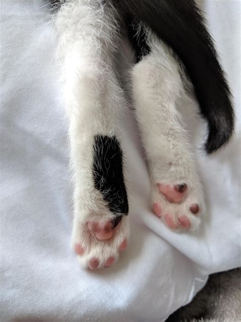 Tiny Foster Beans Scrolller