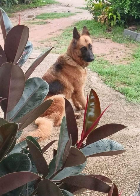 สายพันธุ์เยอรมัน เชพเพิร์ด Ennxo