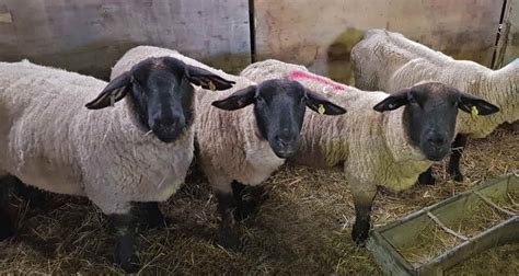 Is Sheep Farming Profitable In Kenya At Hannah Cadell Blog