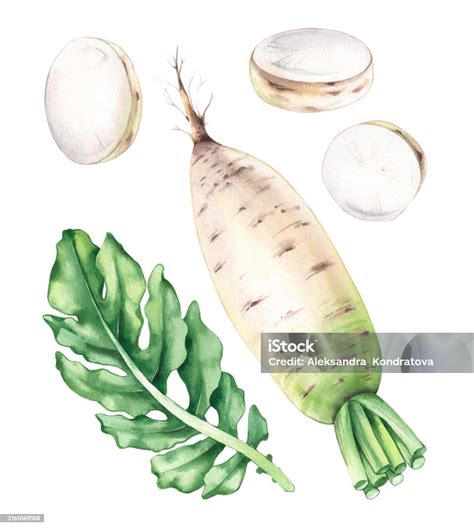 Daikon Mooli White Radish Green Watercolor Vegetable With Pieces Stock