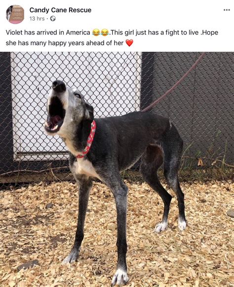 Lori Ann Loriann Twitter