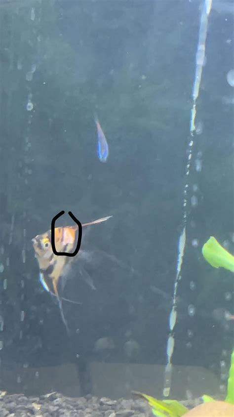 Help Angel Fish Problem Raquariums