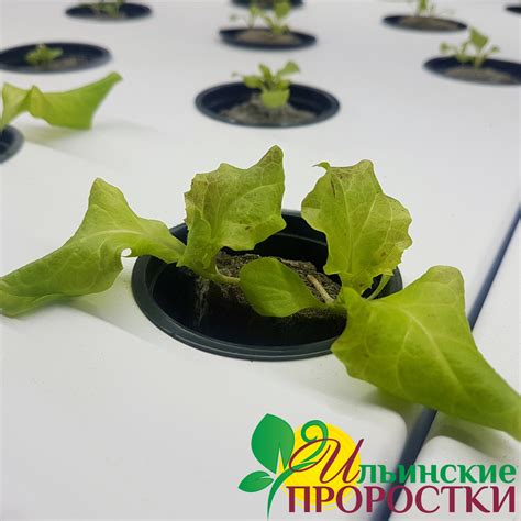 Агровата для проращивания микрозелени, беби листьев и салатов купить в ...