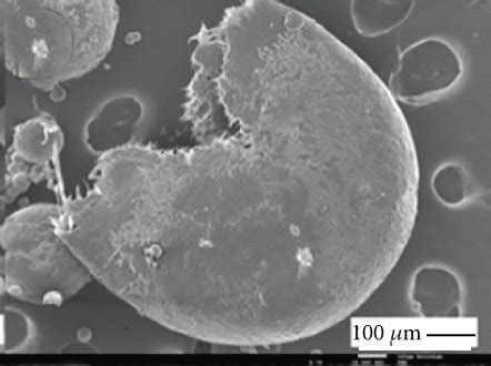 SEM Micrographs Of The Polycaprolactone Microcapsules The Arrow In Download Scientific Diagram
