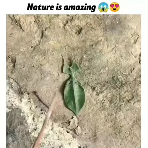 deepanshi aneja on linkedin nature lovers explore outdoor wildlife wonders nature