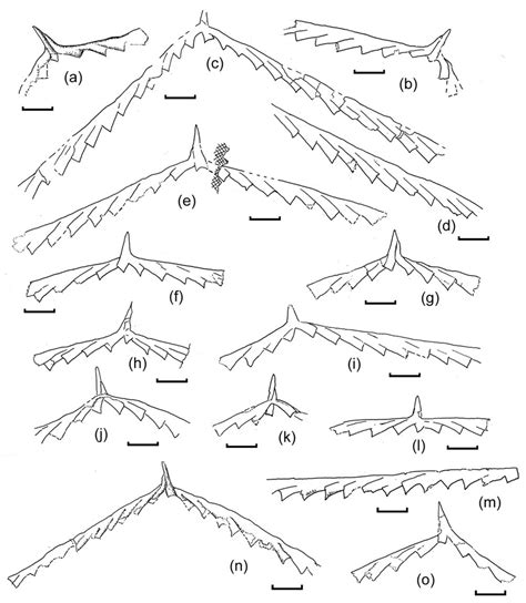 Graptolites From The Middle And Upper Part Of The Graptolite Bearing