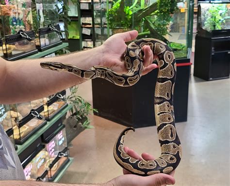 Adopted Python Regius Ball Python Coca Cola Rescue Bal