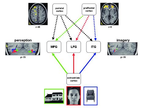 Visual Perception And Visual Imagery Of Faces Houses And Chairs Download Scientific Diagram
