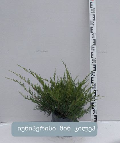 ევროეზო Euro ეზო ეზოს გამწვანება და კეთილმოწყობა რულონური გაზონი ბალახის საფარი ბალახის