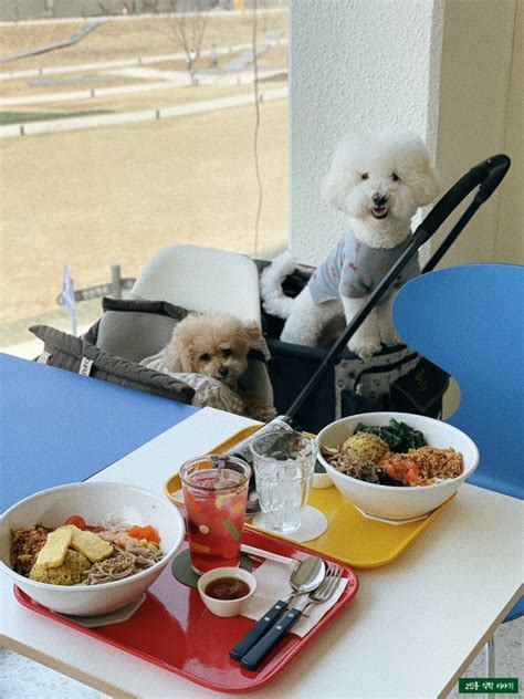 동탄 호수공원 맛집 포케올데이 분위기 좋은 애견동반식당 네이버 블로그