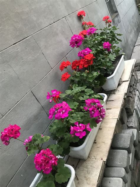 Герань або пеларгонія крупноцвітна колір малиновий або фуксія 29 грн Кімнатні рослини Київ