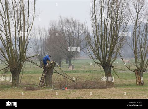 Volunteers Pruning Willow Trees During Maintenance Works In Nature