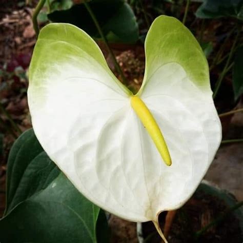 මල් වගාව