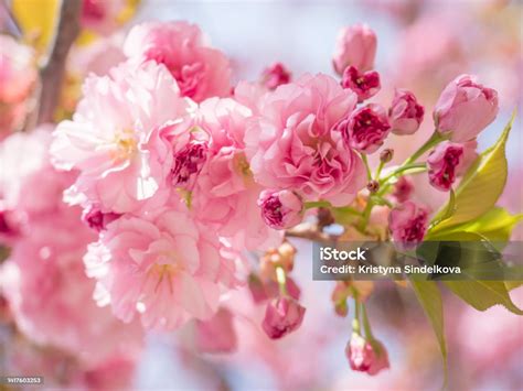 아름다운 완벽한 피는 분홍색 사쿠라 벚꽃 또는 일본 벚꽃 자두 세룰라타 꽃 나무 가지 선택적 초점 태양 빛 자연 꽃 봄 배경