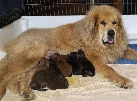 Tibetan Mastiff Puppies For Sale