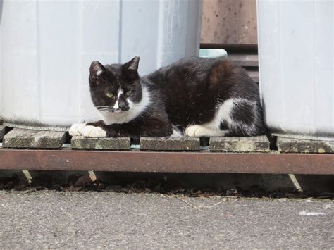 簀の子 大竹歯科医院