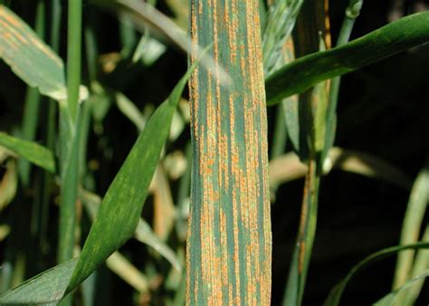 Pearce Stripe Rust In Winter Wheat Is Ontarios Biggest Threat Agcanada