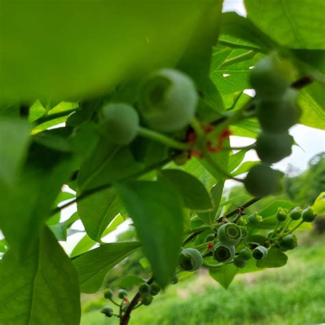 母の日 シフォンの暦