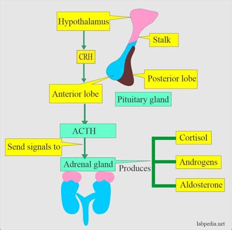 Adrenal Gland Hormones Interpretation Cortisol And Aldosterone