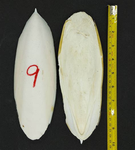 Cuttlebone Cuttle Bone For Birds Sold Per Piece Lazada Ph