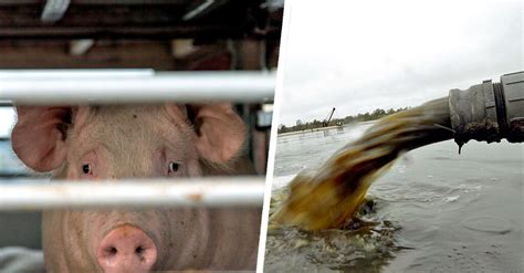 Epa Proposes Strict New Water Pollution Limits On Meat Processing For