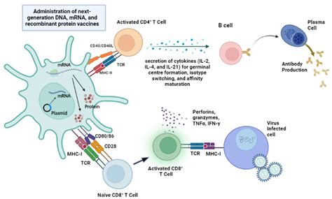 Recombinant Dna Vaccines
