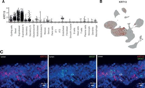 Rnascope Multiplex Fluorescent Reagent Kit V2 User Manual Advanced Cell Diagnostics Inc Bioz