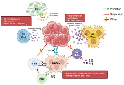 Representation Of Immune Cross Talk In The Complex Pancreatic Tumor Download Scientific Diagram