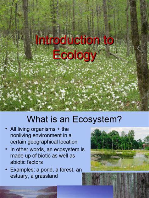 Introduction Ecosystem Pdf Ecosystem Food Web