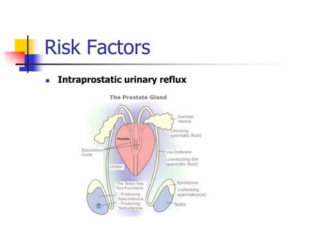 Ppt Prostatitis Powerpoint Presentation Free Download Id 5025696