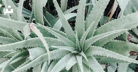 녹색 알로에 베라 식물 사진 Unsplash의 무료 바닷가 이미지