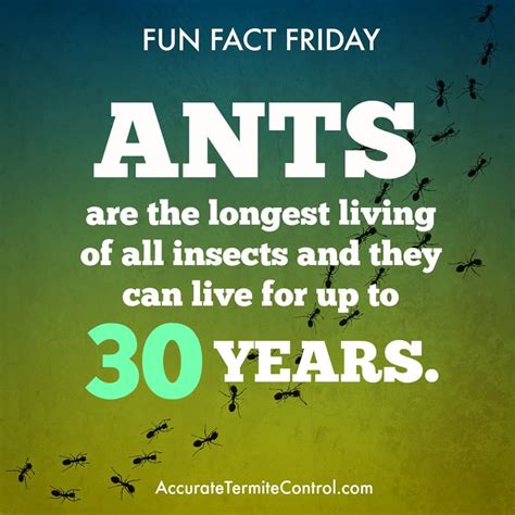 Fun Friday Facts