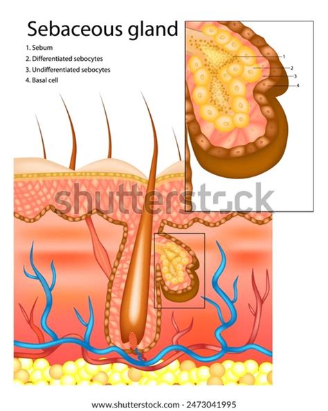 762 Sebaceous Gland Anatomy Stock Vectors And Vector Art Shutterstock