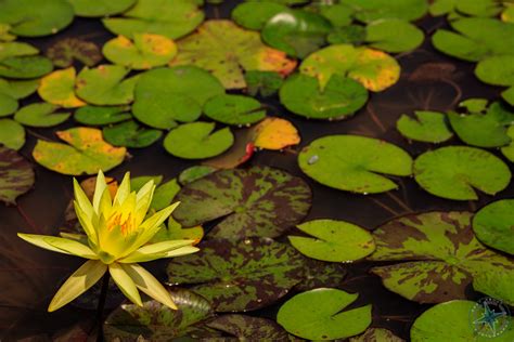 Lilly Pads By Cast About Photography Wall Art
