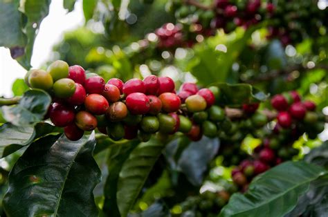Costa Rica Green Coffee Cofferica Coffee Roasters