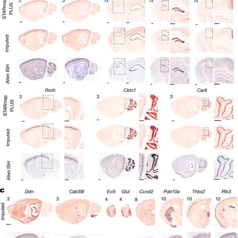 Transcriptome Scale Adult Mouse Cns Spatial Atlas By Gene Imputation A Download Scientific