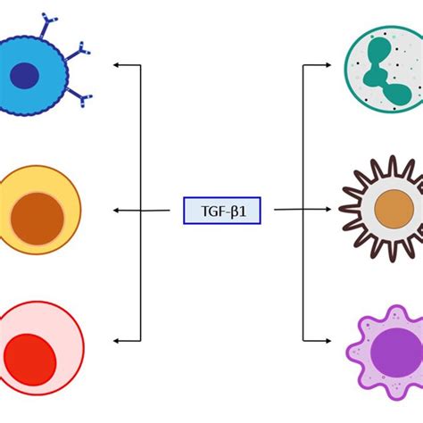 Role Of Tgf β1 In Unresolved Inflammation Tgf β1 Activation Promotes