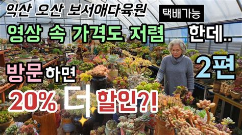 2편20년마니아의 대품다육 20 더 저렴하게 구입할 수 있는 기회😆ㅣ다육이판매ㅣ보서애다육010 2101 8770ㅣ