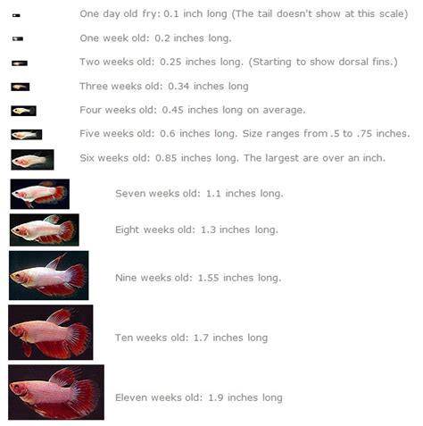 Betta Breed Betta Data