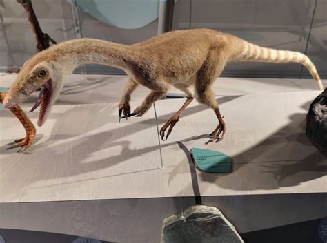 Sinosauropteryx Early Cretaceous Compsognathid Dinosaur